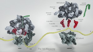 70S Ribosome – Science Vis Lab