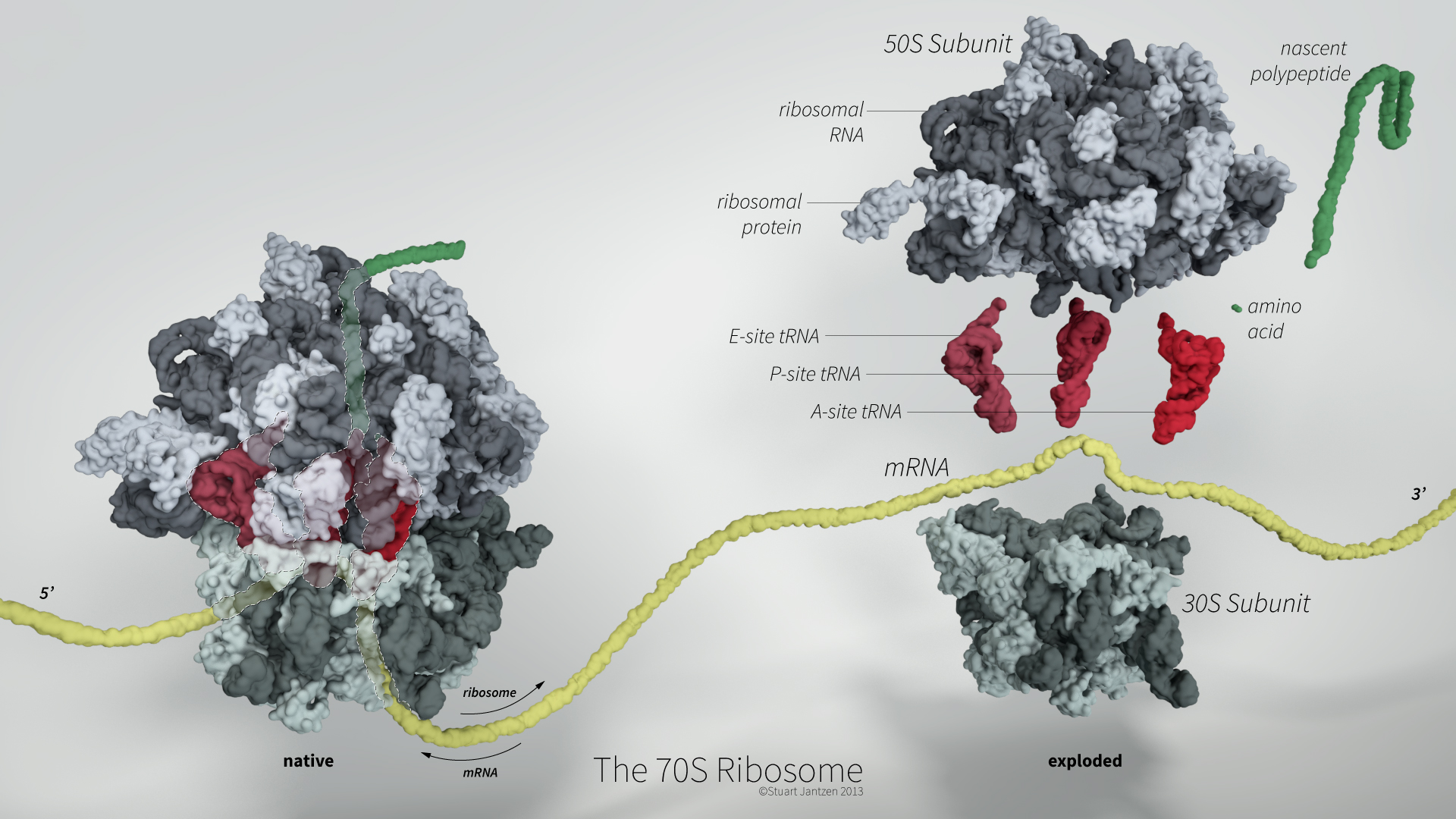 70S Ribosome – Science Vis Lab