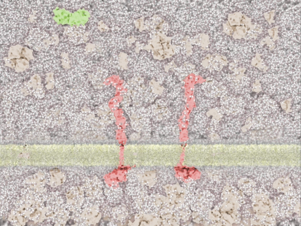 Visualizing Protein Interactions & Dynamics – Science Vis Lab